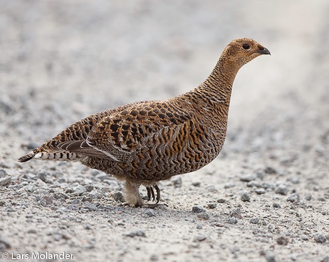 Lars Molander naturfoto