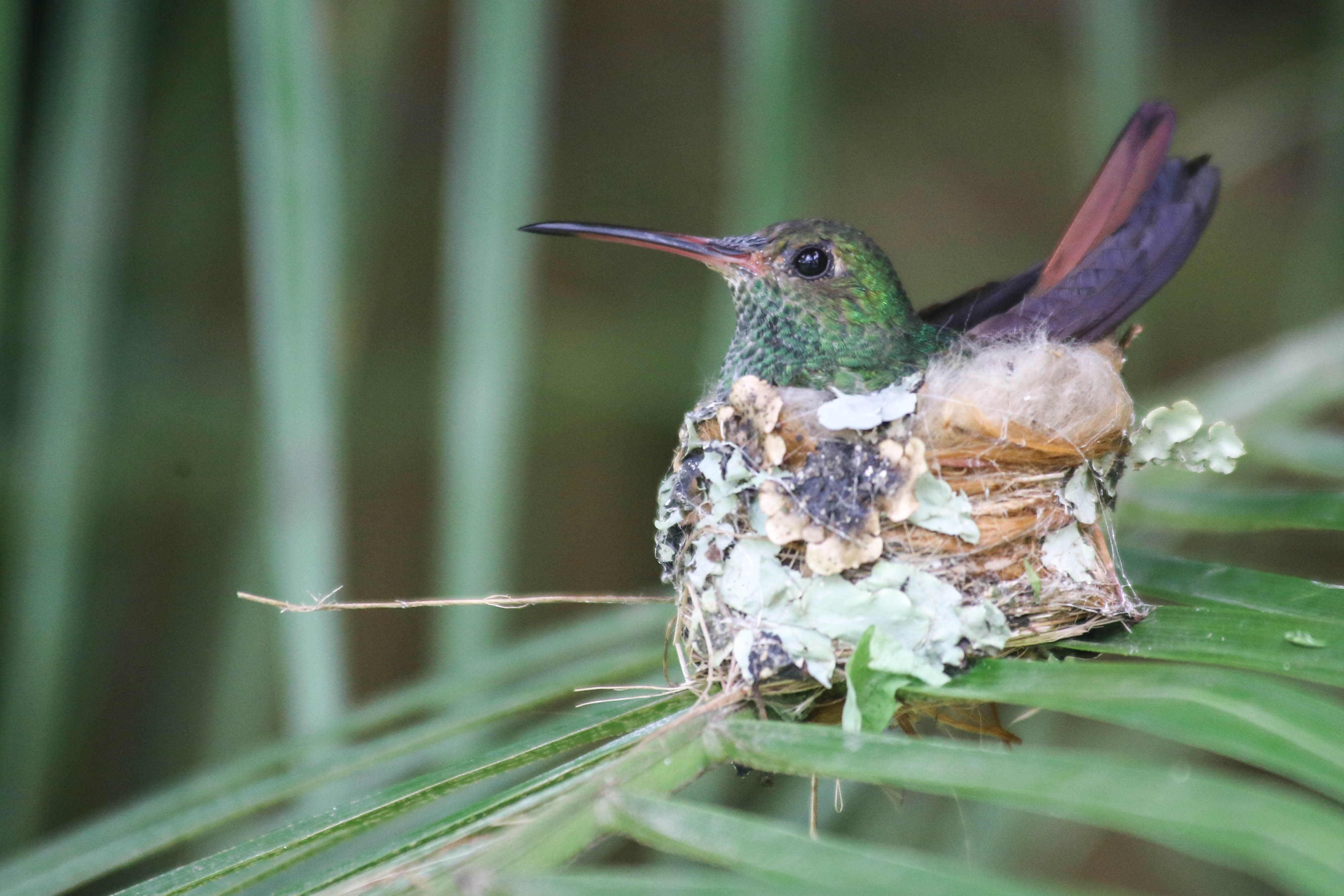 The Hummingbird's Heart