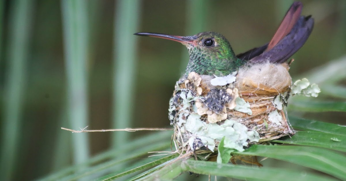 The Hummingbird's Heart