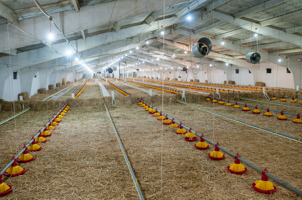 Poultry Farm Management