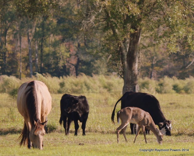 PURE FLORIDA: COW BUCK