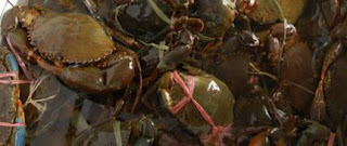 Pinoy - Negosyo - Techs: Starting a mud crab hatchery