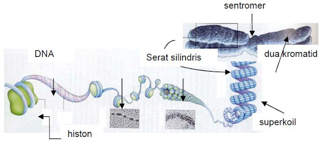 Pengertian Kromosom, Fungsi dan Bentuk Struktur Kromosom serta Macam ...