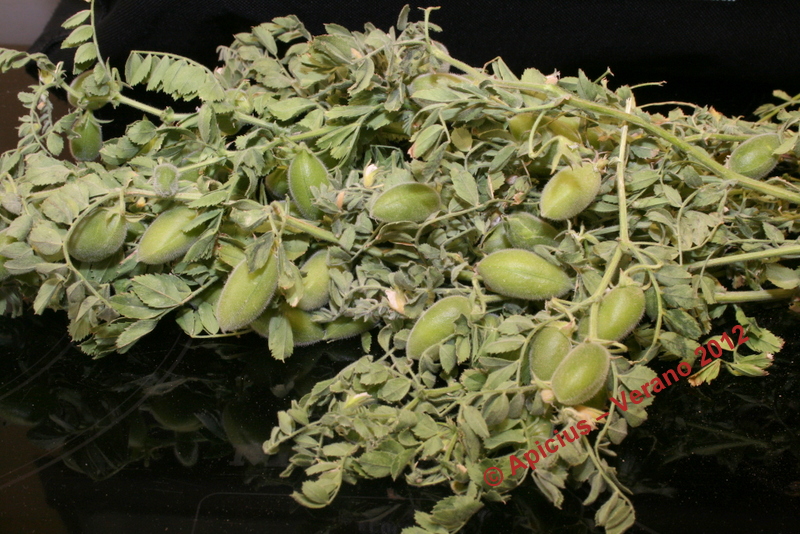 Garbanzos verdes inmaduros. | La Cocina Paso a Paso
