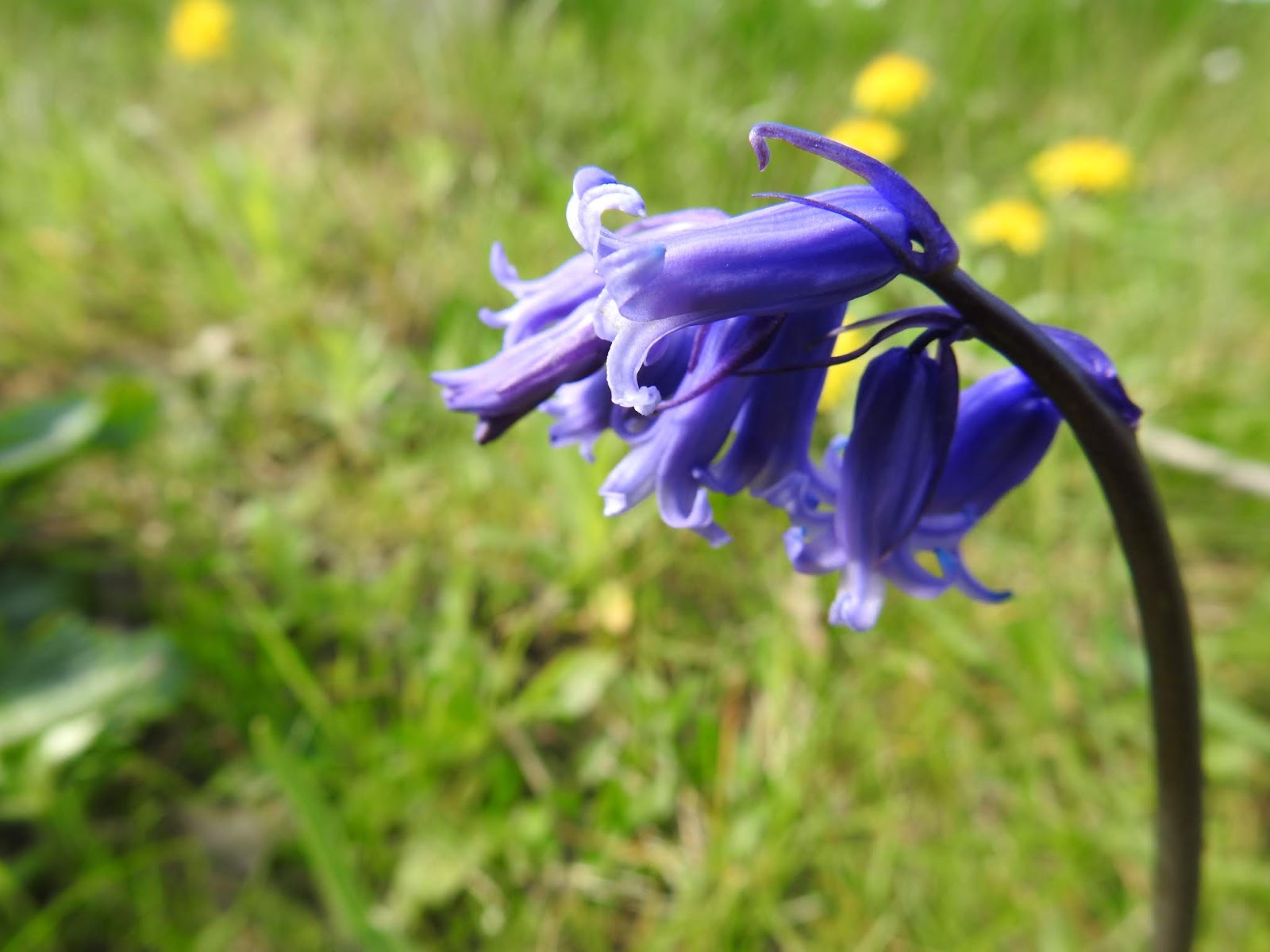 A Wild Life in the Garden and Beyond: Day 24: Bluebell