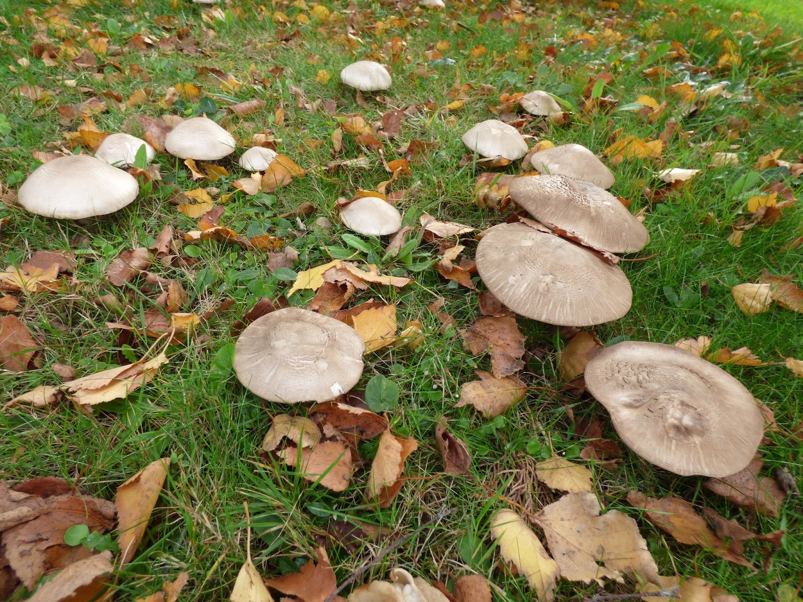 Au commencement: Des champignons au jardin