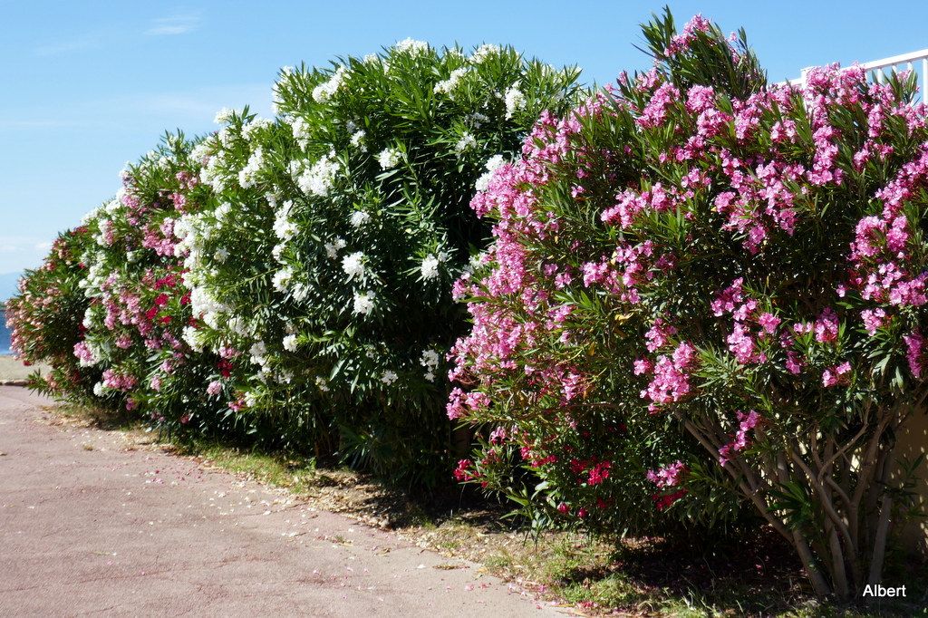 Images d'Occitanie: Haie de laurier roses