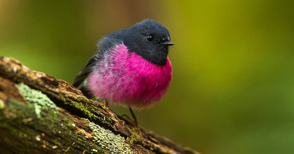 The Pink Robin: The Gloriously Pink-breasted Bird | The Ark In Space
