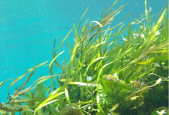 Ekosistem Pantai dan Laut; Mangrove, Terumbu Karang, Rumput Laut dan ...
