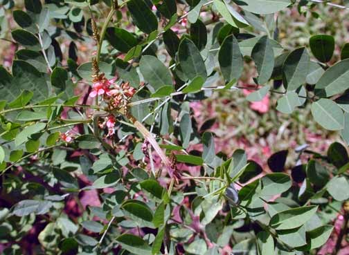 Plantas,flores y vida: Hierba índigo, manuka o árbol de té, árbol del ...