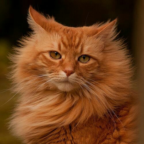 Beautiful golden cats