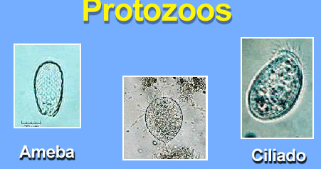 animal world: LOS PROTOZOOS