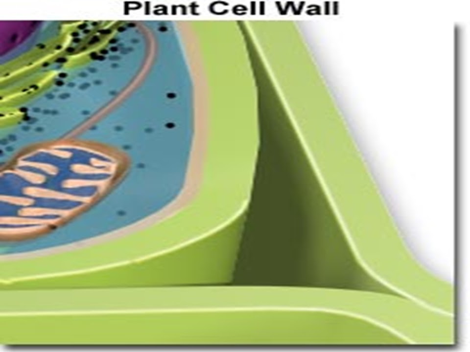 SONU ACADEMY: PLANT CELL -TEXT