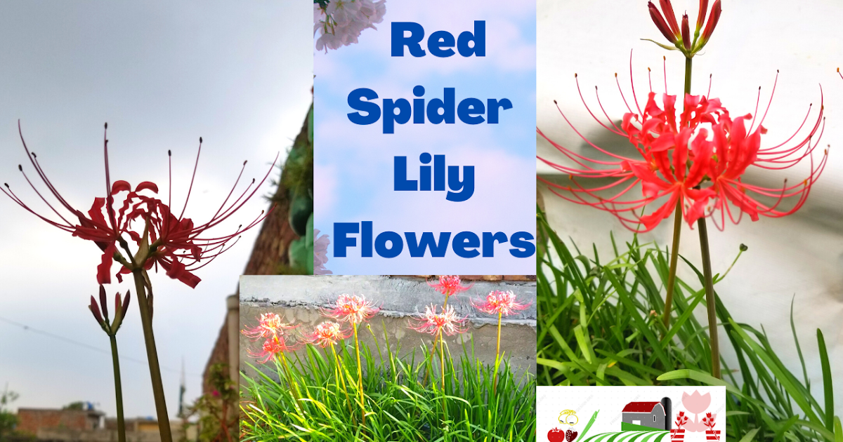 Asim Rooftop Garden Tips: Red Spider Lily Bulbs For Sale at Asim Seeds Shop of @AsimGarden ...