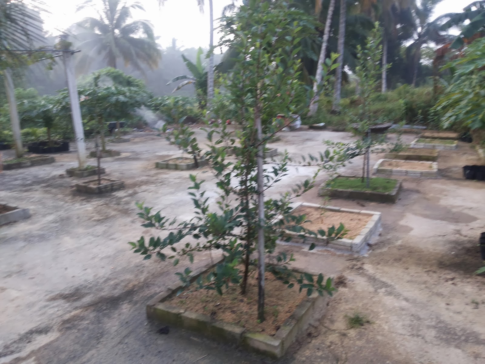 Mohd Sobri Hussin: Benih Pokok Apple