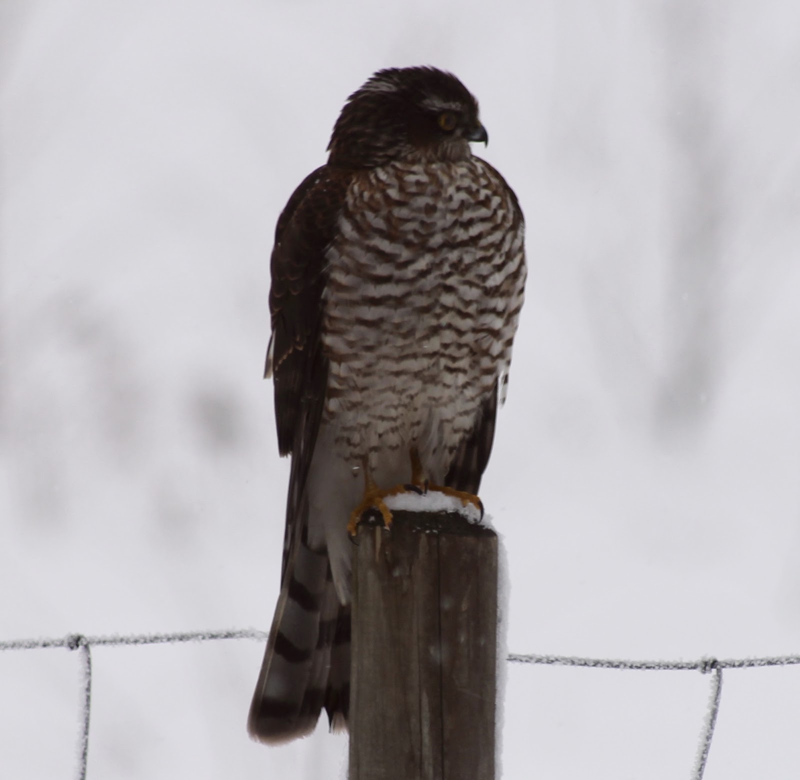 elämää luonnossa: Lintubaarissa käy muitakin kuin pikku-lintuja.