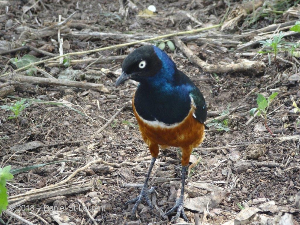 SUPERB STARLING