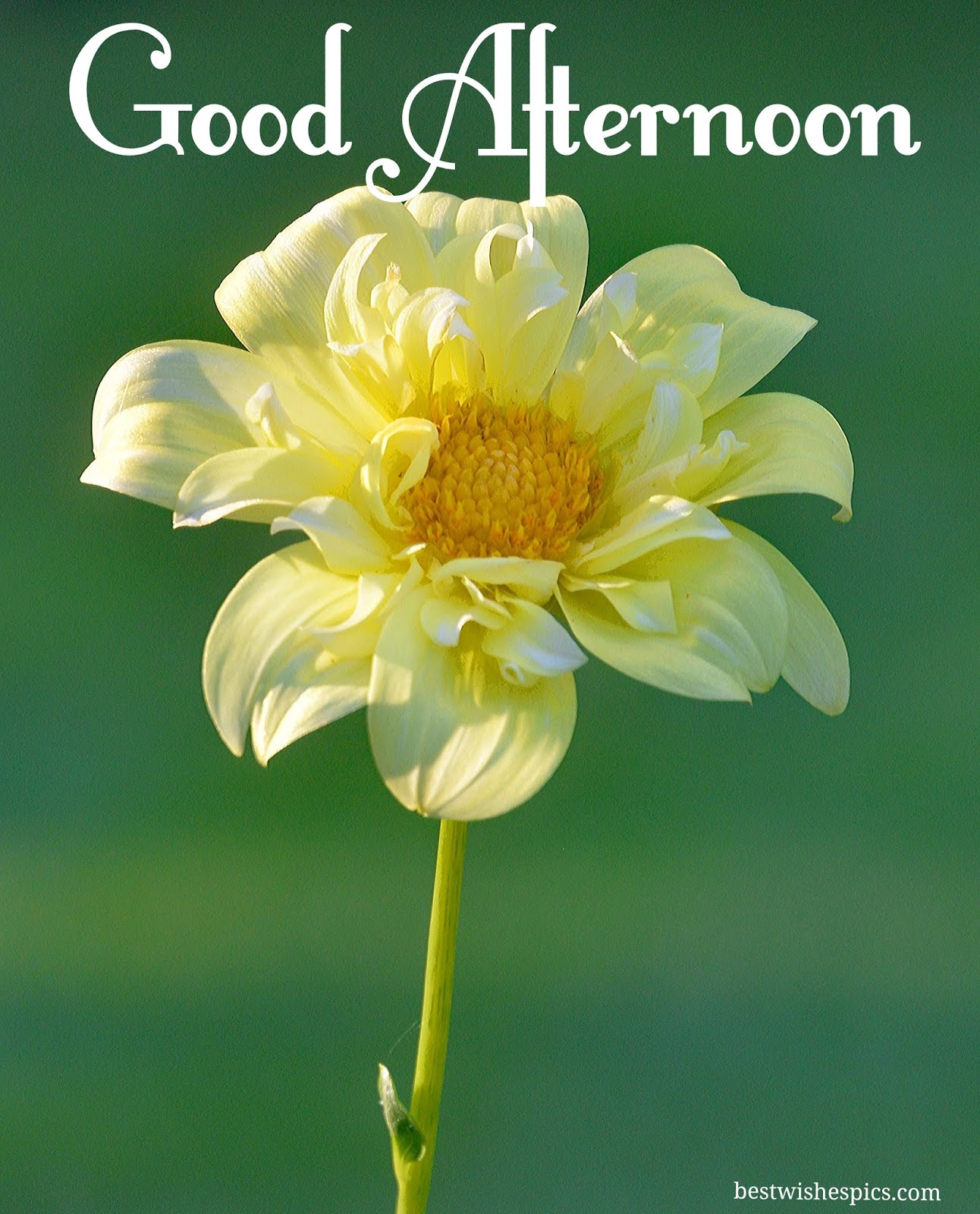 Top 10 Good Afternoon Images, Greetings, Pictures for whatsapp ...