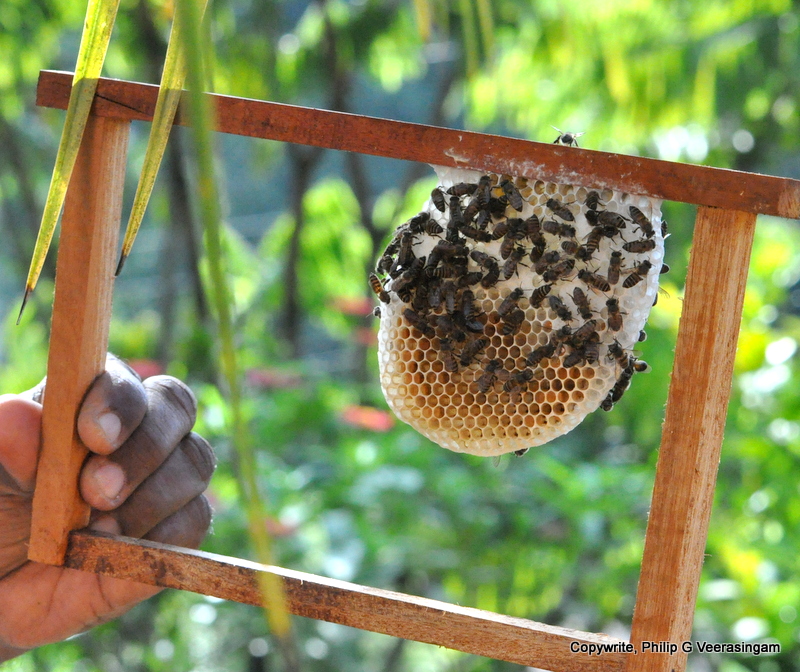 philipveerasingam: Bee-hive, home garden, Avissawella, Sri Lanka.