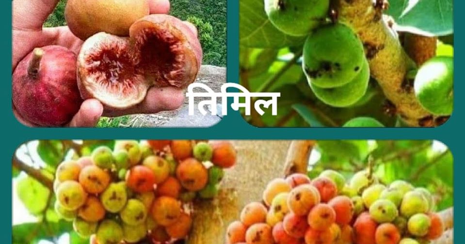 तिमिल (TIMAL)