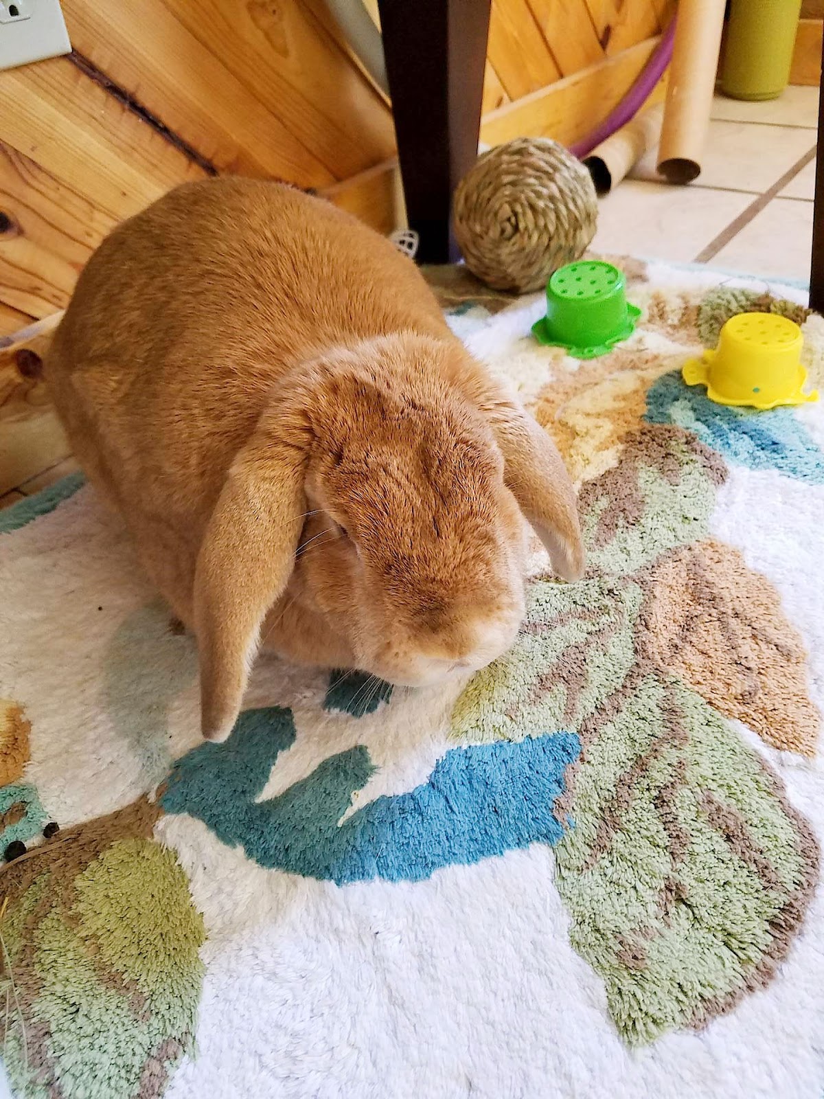 Disapproving Bun Peaches