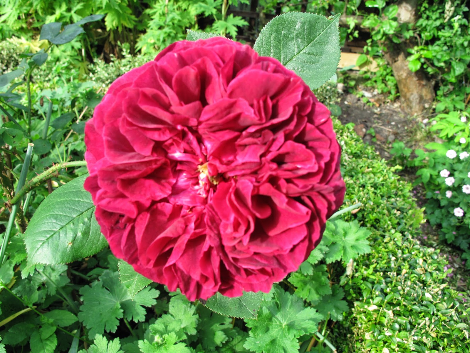 Joanne's Cottage Garden: ROSES IN MY VEGETABLE GARDEN