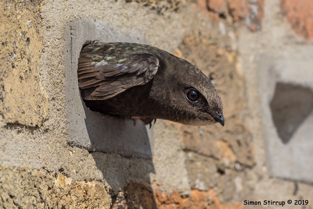 CAMBRIDGESHIRE BIRD CLUB GALLERY: Common Swift