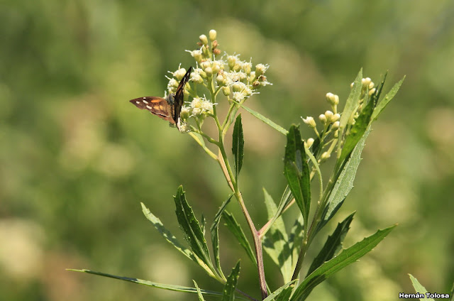 Flora Bonaerense: Chilca (Baccharis salicifolia)
