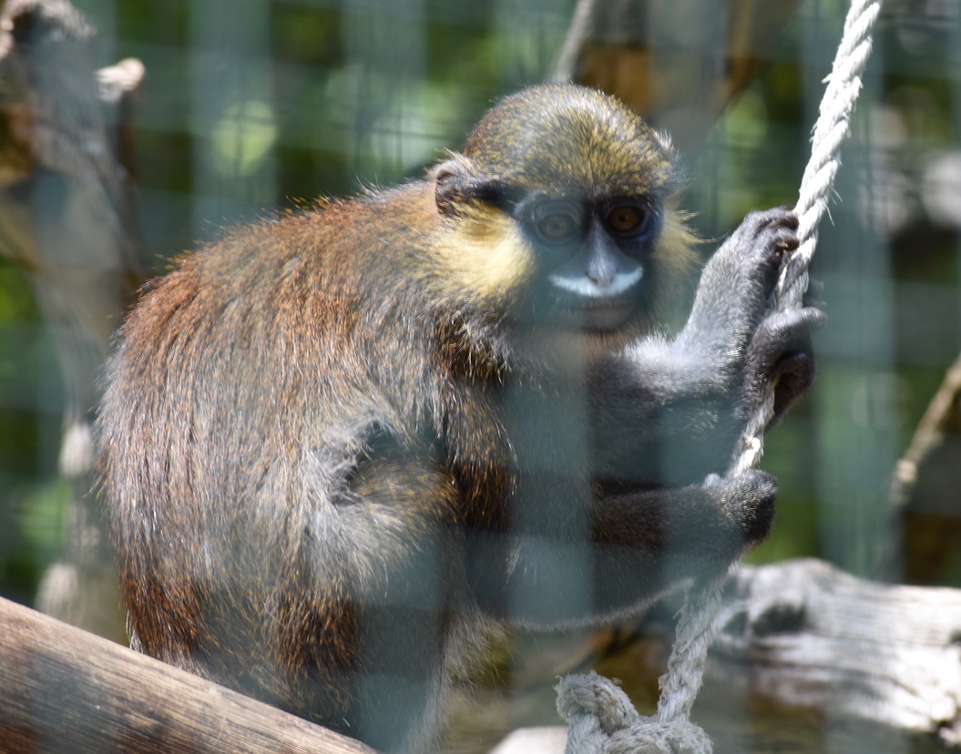 ZOOTOGRAFIANDO (6.100 ANIMALS): CERCOPITECO DE HOCICO AZUL / RED-TAILED ...