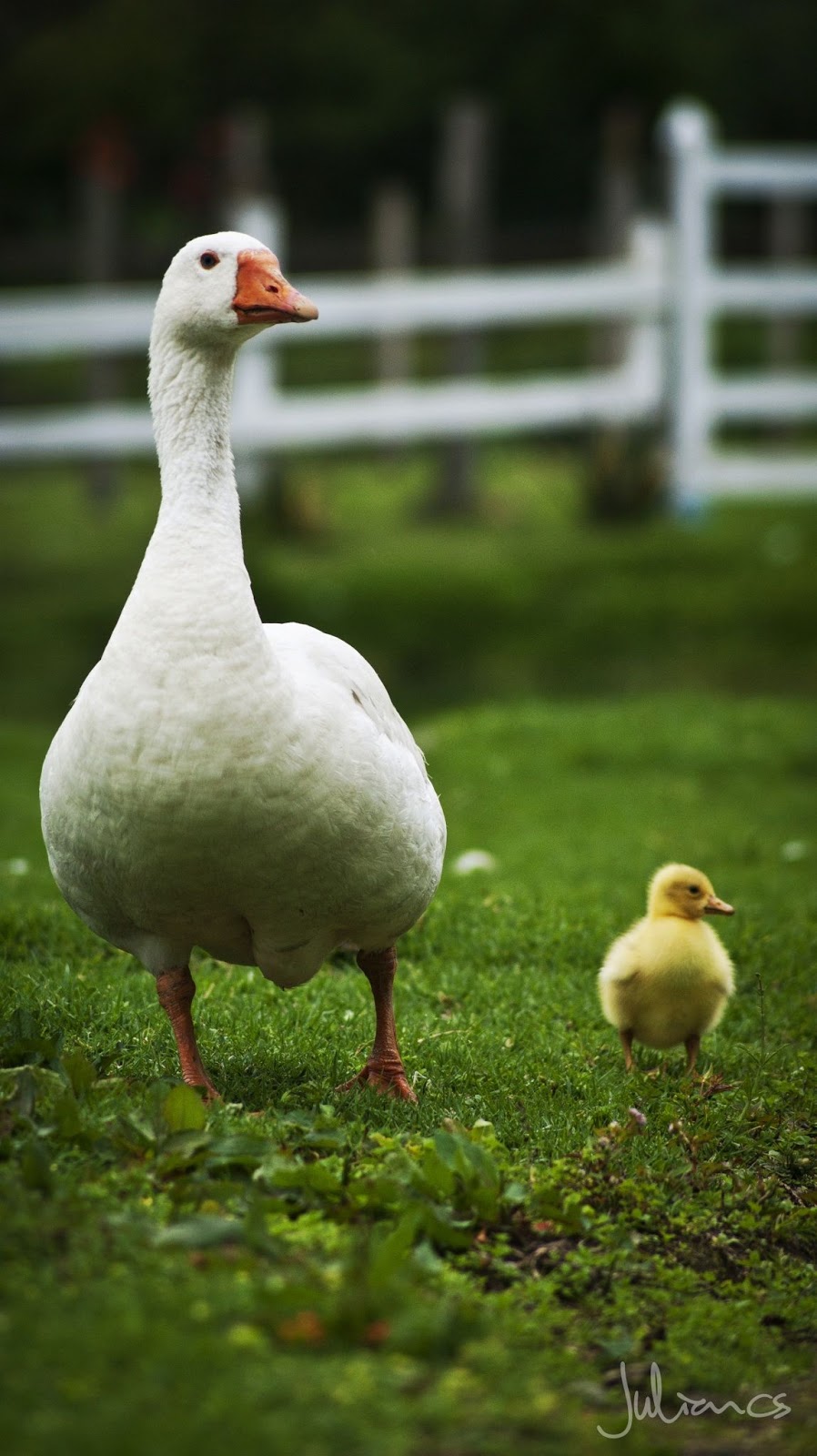 ¡SOMOS DE PRIMERO!: EXPOAVES