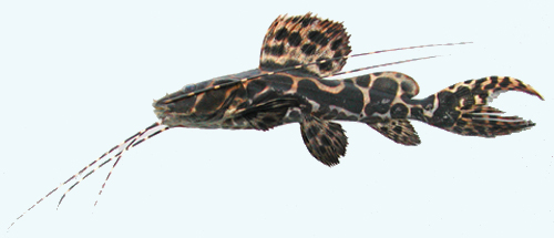 PECES DE CONSUMO EN COLOMBIA