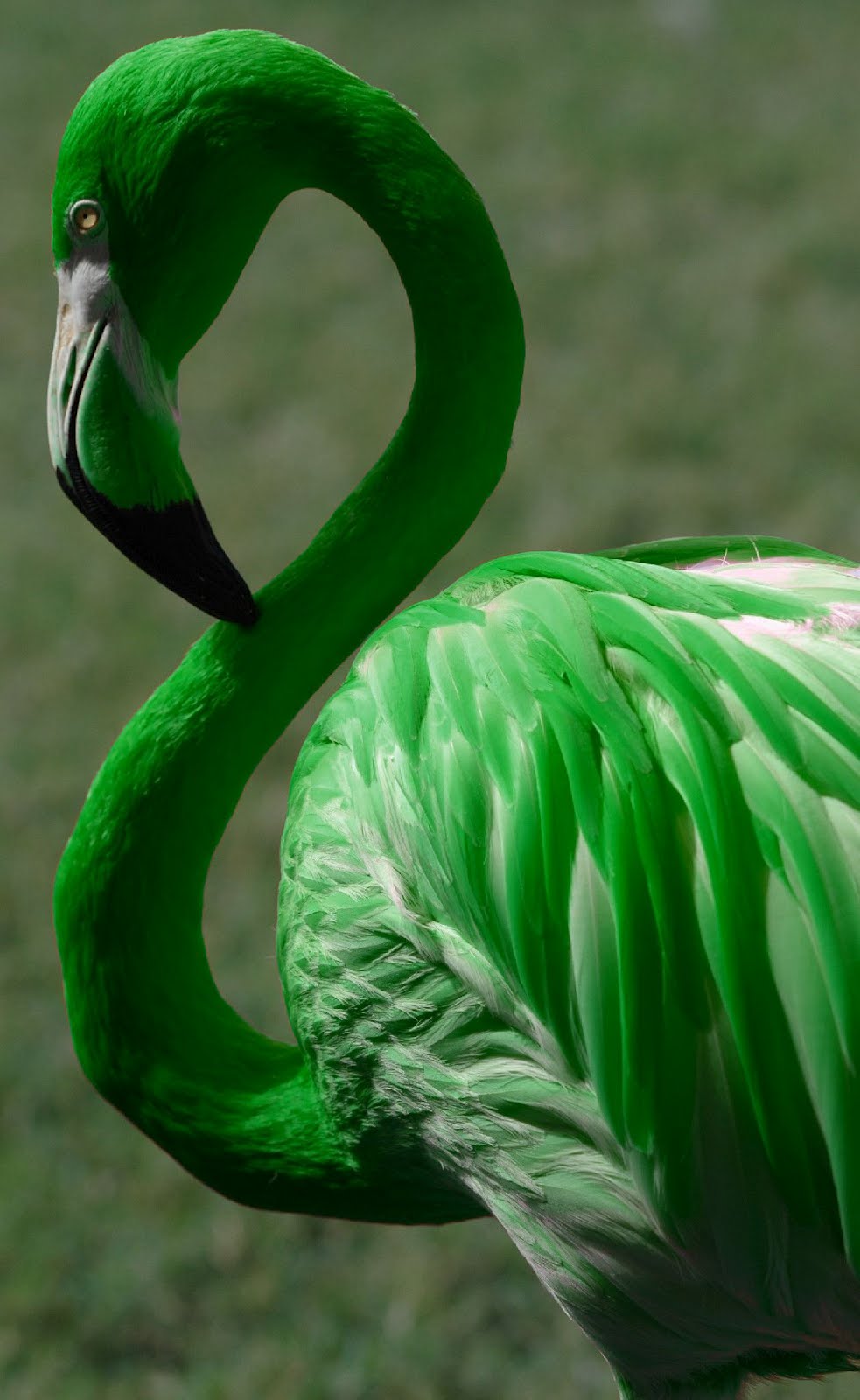 Green Flamingos ️ "Flamingo feathers obtain their wonderful rosy pink ...