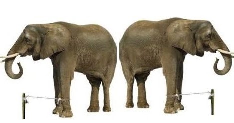 Dun Giljan's Blog: The Elephant Rope