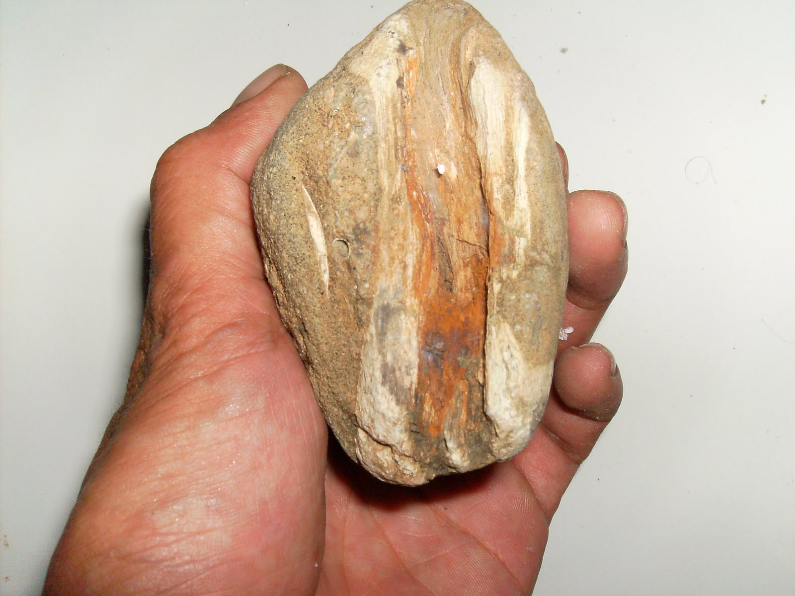 fosil kayu - 150.000 | warung fosil