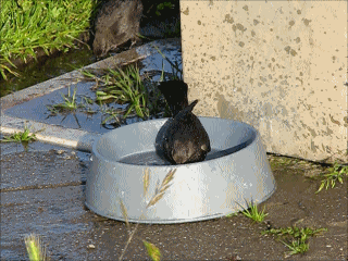 amateurnithologist: April 2012