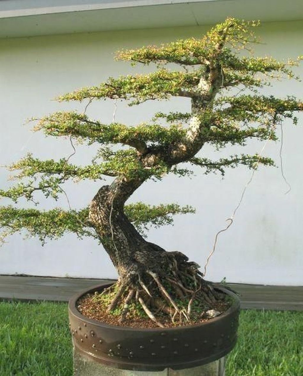 45+ Unique Bonsai Trees Gardening Ideas For Backyard | ARA HOME