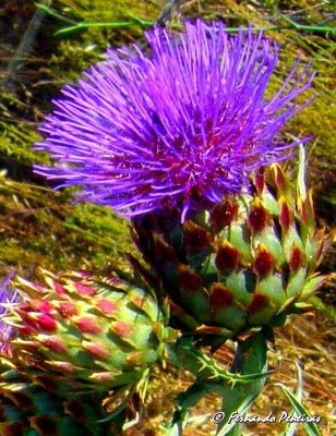 FLORES QUE ENCANTAM O MUNDO: FLORES E SUAS DEFINIÇÕES Racemo ou racimo ...