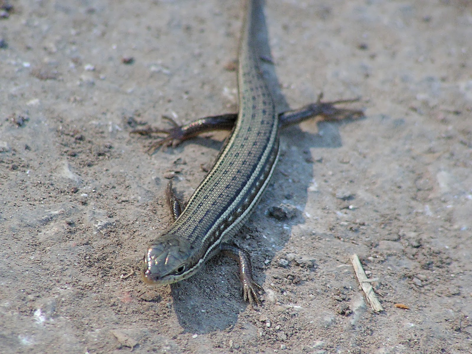 kopi-n-pes: Februari 2014