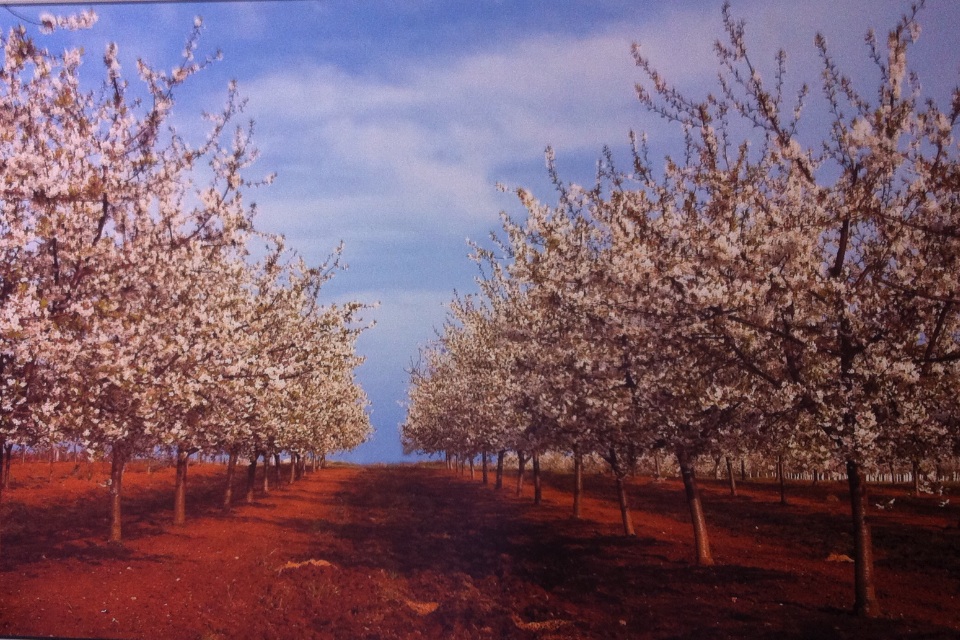 Come for the Wine: Maraschino - Wrapped in Tradition