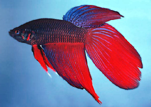 Mengenal Cupang (Betta splendens)
