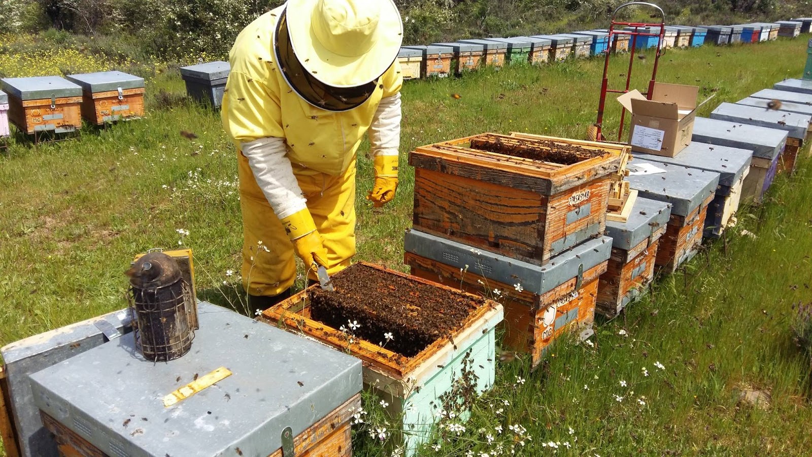 CORONA APICULTORES: LA APICULTURA EN ESPAÑA EVOLUCIÓN Y FUTURO