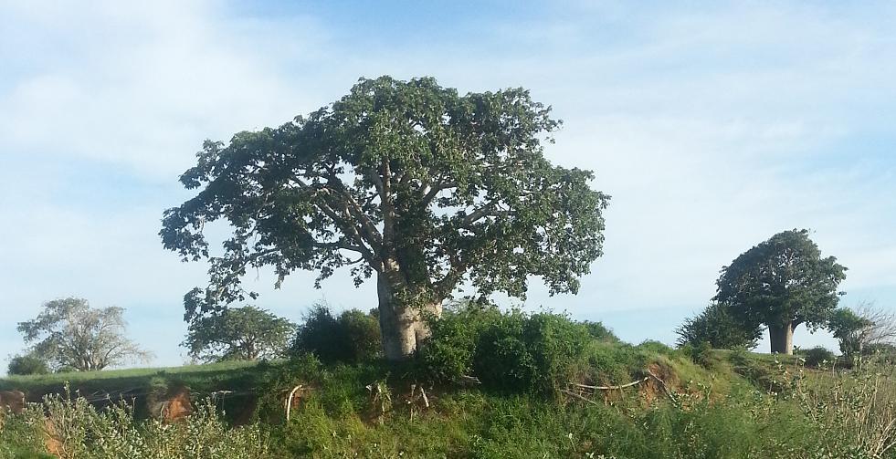 Cubana Angolana: Imbondeiro ou Baobá. Símbolo da fauna e flora de Angola