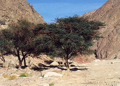 Hadith about the Fight Between Muslims and Jews-Gharqad Tree