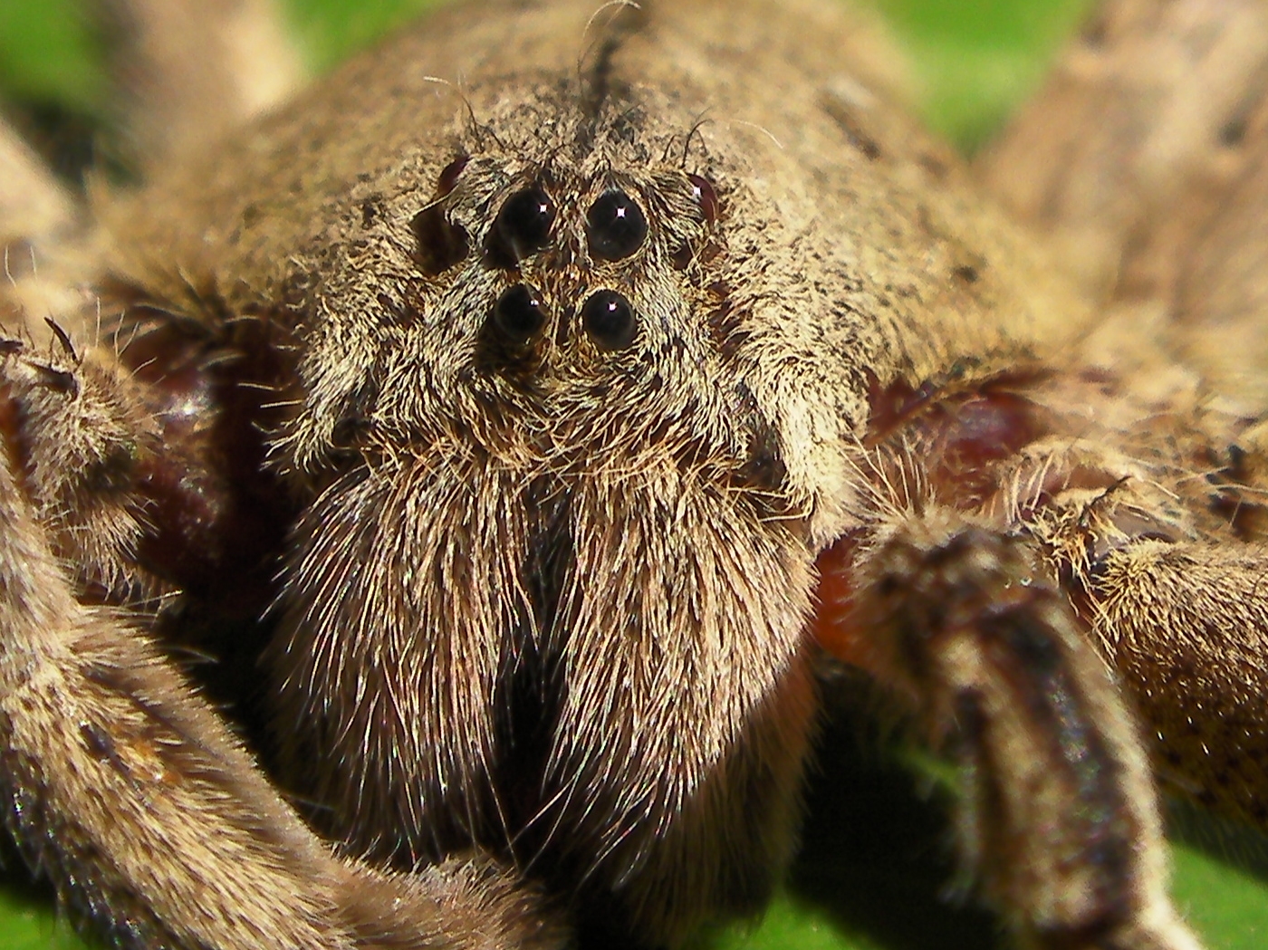 Quaoar Power Zoo: wandering spider (Phoneutria boliviensis) - Montezuma ...