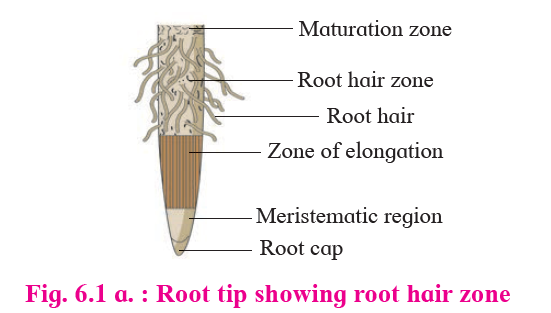 Plant Water Relation : Notes : Class 12th Biology Chapter 6 ...