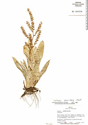 PLANT FAMILIES OF PUERTO RICO AND FLORIDA PAPO VIVES: BROMELIACEAE ...