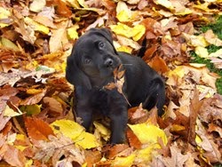 Bunny's Blog: Fall safety tips for pets from Canine Company