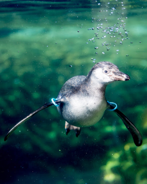 Our Community Quest for Clean Water