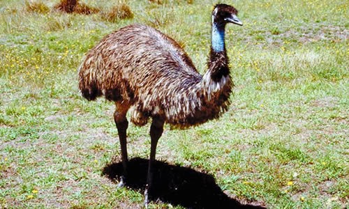 Animales: El Emú