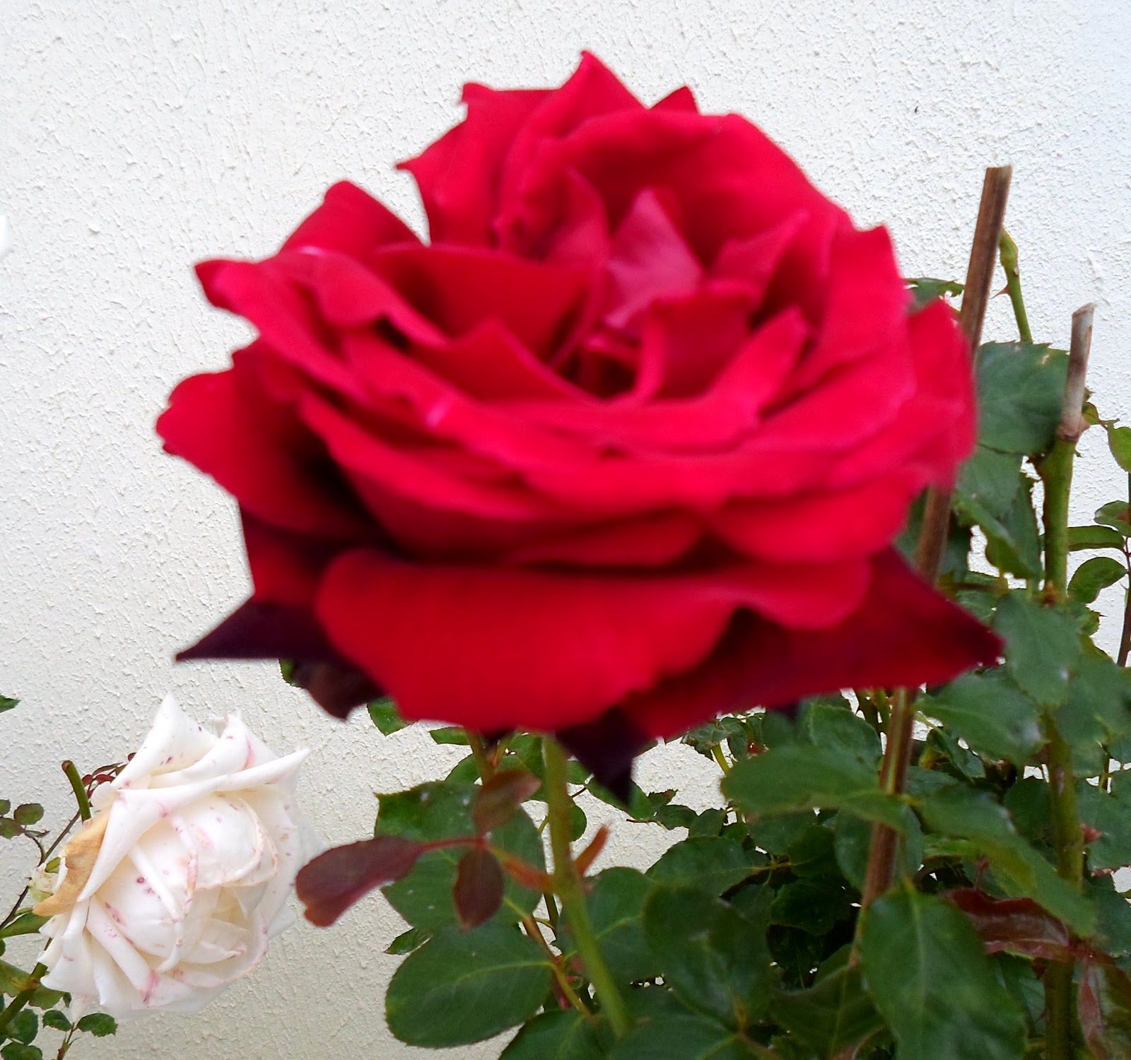 Rosas plantas de todos os tipos, troca de ideias postagem de fotos ...